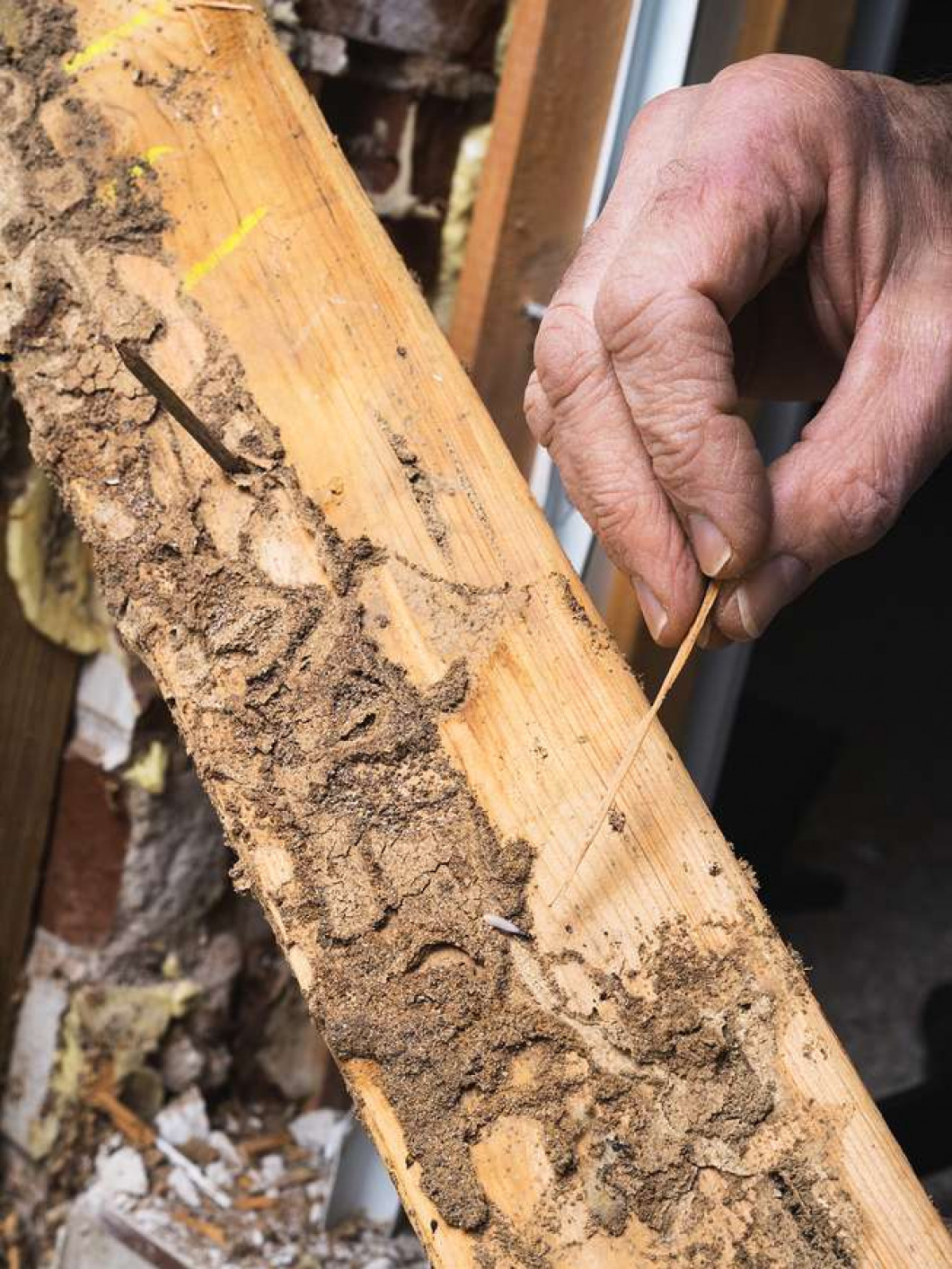 Termites: Burlington, Mt. Pleasant, Wapello, IA: C-Cat Inc.